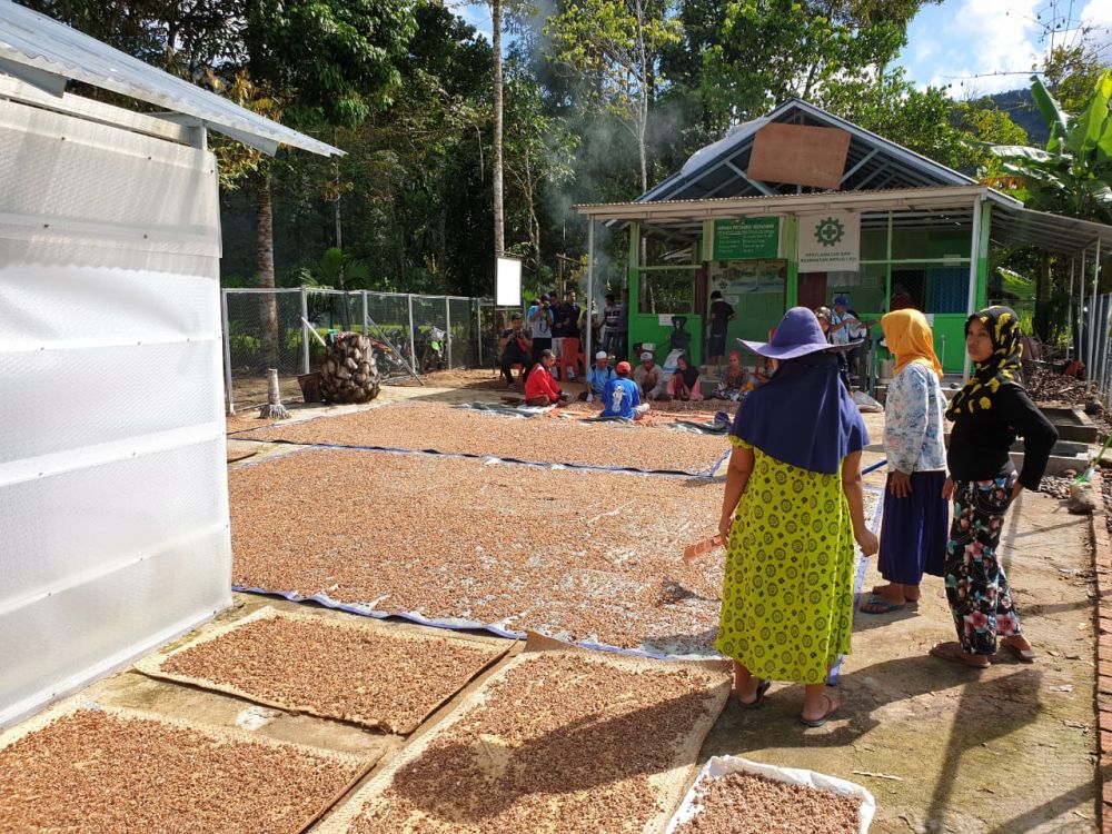 Kepayang, Potensi Hasil Hutan Bukan Kayu yang Terabaikan