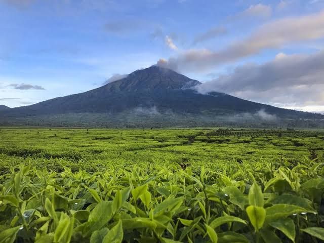 Sejarah Perkembangan Perkebunan Teh Kayu Aro di Kerinci Tahun 1925-1959